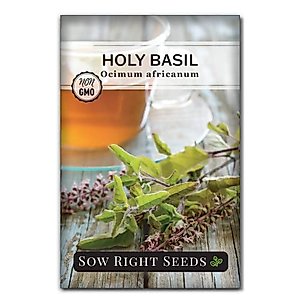 Sow Right Seeds - Holy Basil Tulsi Seed for Planting - Culinary Herb to Plant in Your Home Garden - Indoors or Outdoors - Ayurvedic Medicine and Tea - Non-GMO Heirloom Seeds - Great Gardening Gift