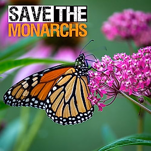Seed Needs, Pink Swamp Milkweed Seeds for Planting (Asclepias incarnata) Heirloom, Open Pollinated & Untreated, Attracts Monarch Butterflies (2 Packs)