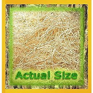 Insectsales.com Excelsior (Aspen Wood) Fine Fiber to Make Fruit Fly Cultures… (10 Pack)