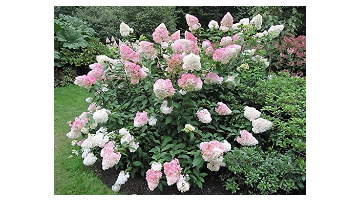 VANCEFELKEL 60+ Strawberry Hydrangea Seeds for Planting