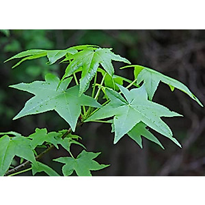 American Sweetgum Tree Plant, 2-3 ft Tall Tree Plant in Pot - Fast Growing