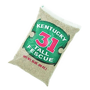 Barenbrug Tall Fescue Grass Seed 5 lb.