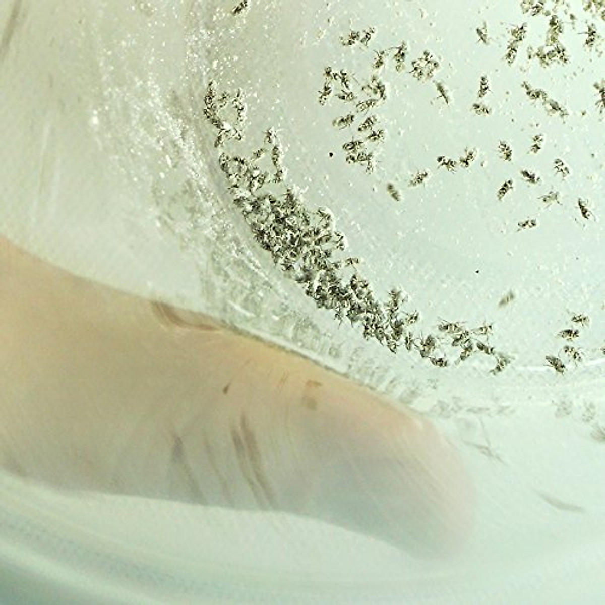 Small Animal Supplies Rep - Cal Ultra Fine &Quot;Zero% D3&Quot; 3.3Oz