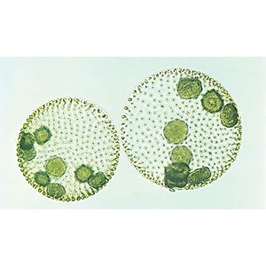 Volvox globator, Living, 2-oz Jar