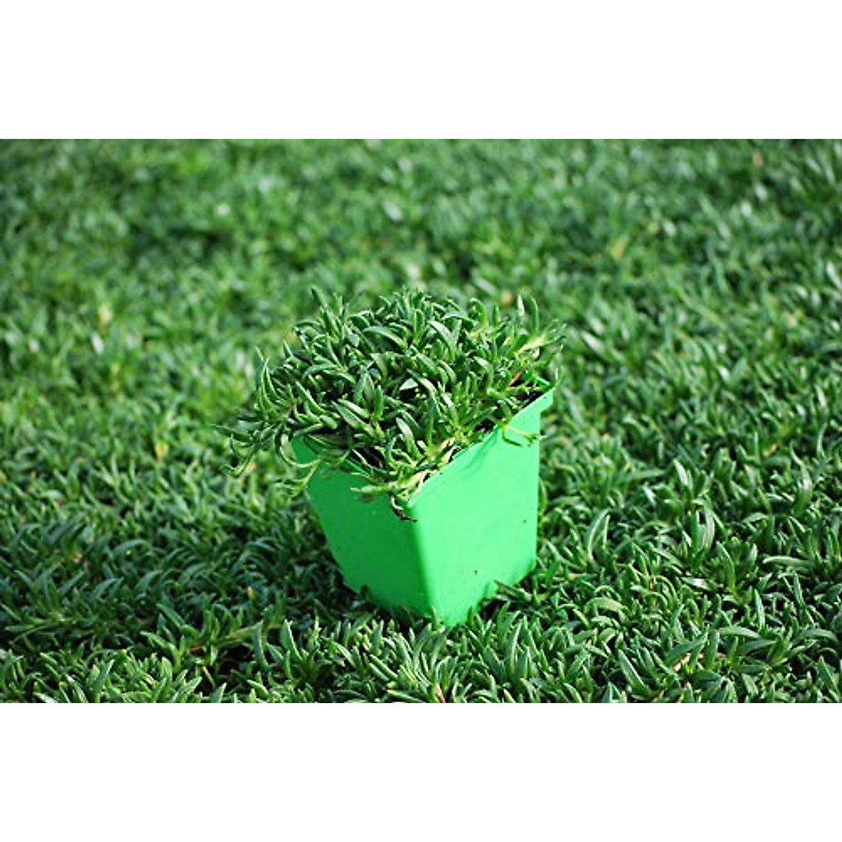 Perennial Farm Marketplace Delosperma 'Fire Spinner' (Ice Plant) Groundcover, 1 Quart, Bright Orange Petals with Purplish-Pink Centers