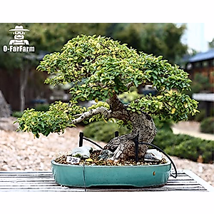 O-FarFarm Bonsai Soil Mix Ready to Use 2 Quart, Fast Draining All Purpose Potting Soil for Bonsai Tree, Ideal for Root Development, Made from Akadama, Lava Rock, Pumice and Pine Barks