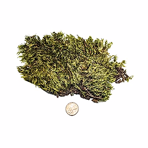 Josh's Frogs Dried Mood Moss (1 Gallon Bag)