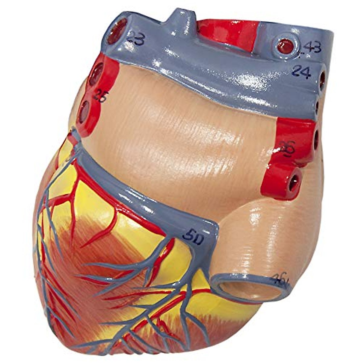 Axis Scientific Human Lung and Respiratory System Model | 3/4 Life Size Model has 7 Removable Parts | Includes 2 Part Heart and Detachable Larynx | Includes Product Manual