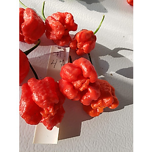 36- Fresh Picked Super Hot peppers