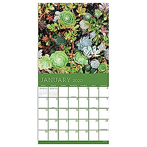 2020 Succulents Wall Calendar