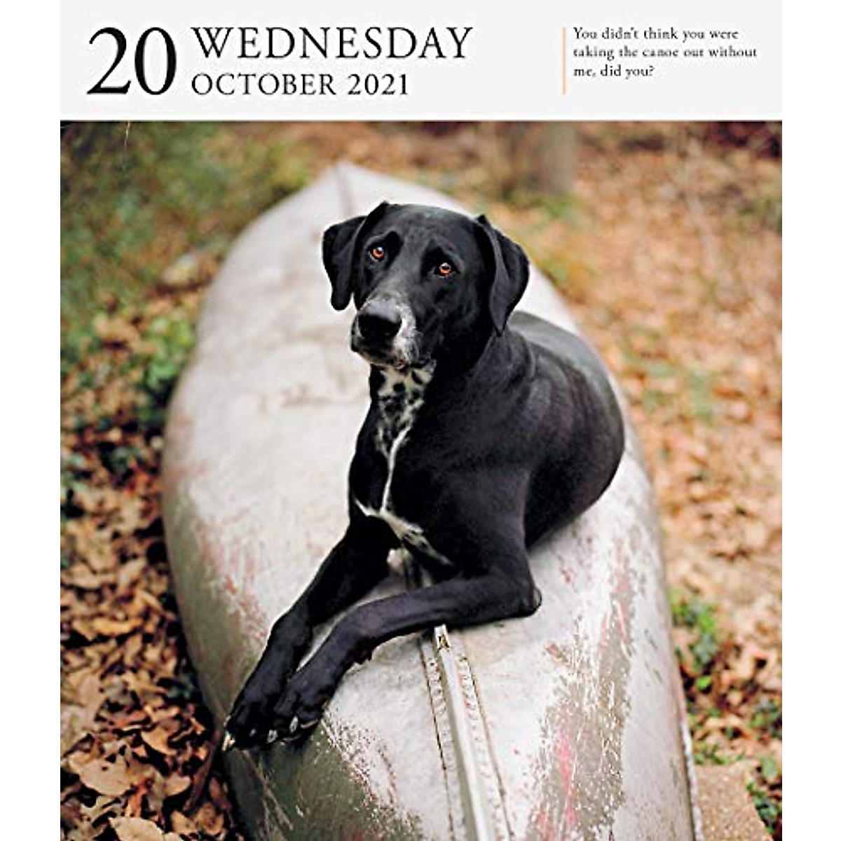 Dog Page-A-Day Gallery Calendar 2021