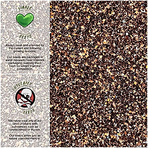 Seed Needs, Large Leaf Sorrel Seeds for Planting (Rumex acetosa) Heirloom, Non-GMO & Untreated, Great for Salads