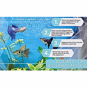 D&A Tropical Live Fish - Tiger King Cobra Guppy Live Fish, Male and Female Guppies Live Fish for Aquarium, Live Fish Freshwater (1 Trio (1 Male, 2 Female))