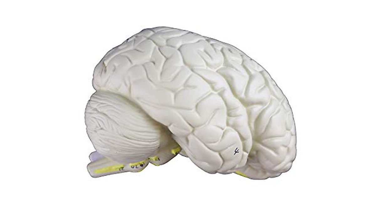 Human Brain Model - 3-Part Life Size Educational Anatomy Tool
