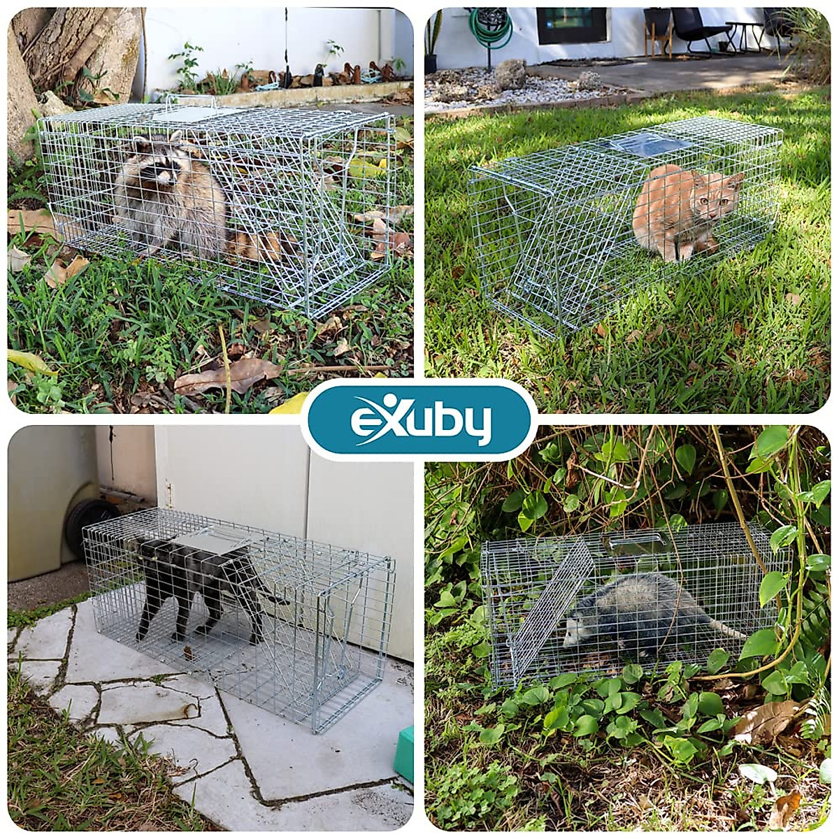 eXuby Large Cat Trap for Stray/Feral Cats & Other Animals - 32"x12"x13” - Catch Them Live & Relocate - Extra Large 8.5" Trigger Platform - Also for; Racoon, Rabbit, Possum, Skunk, Bobcat, Squirrel