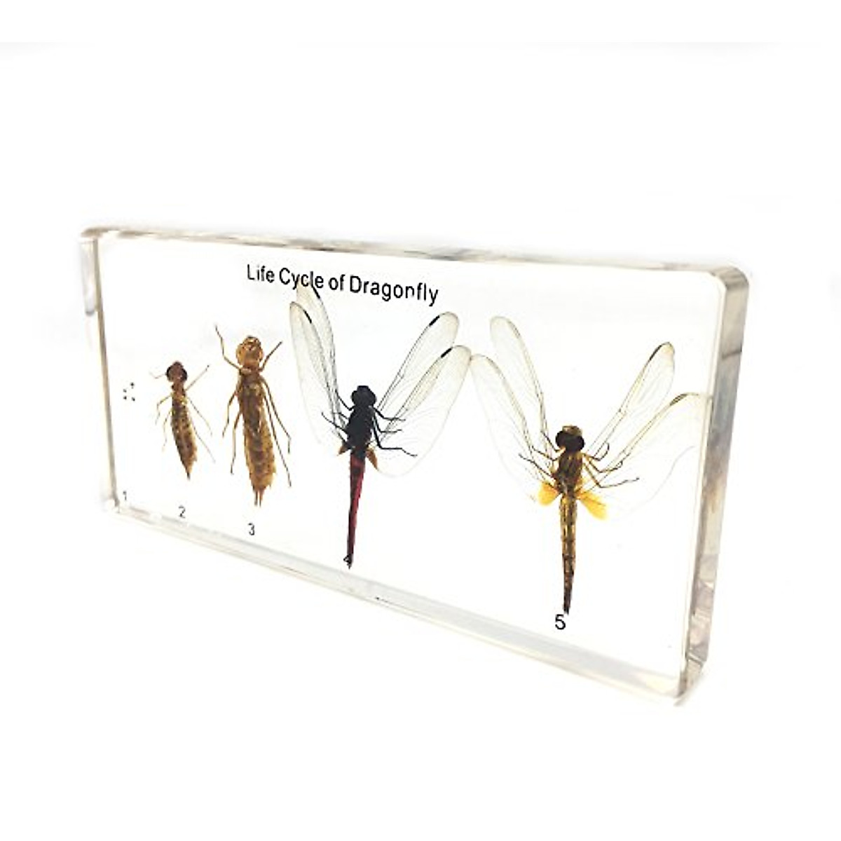 Lifecycle of a Dragonfly Science Classroom Specimens for Science Education