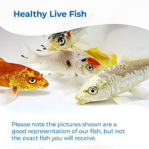 Toledo Goldfish Butterfly Fin Koi, Variety of Colors and Patterns - Perfect for Ponds or Aquariums - 3-4 Inches, 10 Count