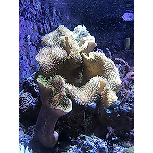 Reef Phytoplankton, 500 mL / 16.9 fl. oz.