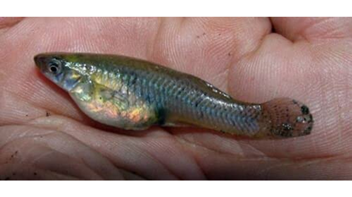 Buy 100+ Live Mosquito Fish for Your Koi Pond