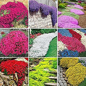 zcbang Creeping Thyme Seeds Mixed Color 200+Pcs Cress Perennial Ground Garden Cover Flowers