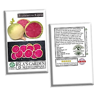 Watermelon Radish Seeds for Planting, 120+ Heirloom Seeds Per Packet, (Isla's Garden Seeds), Non GMO Seeds, Botanical Name: Raphanus sativus acanthiformis, Great Home Garden Gift