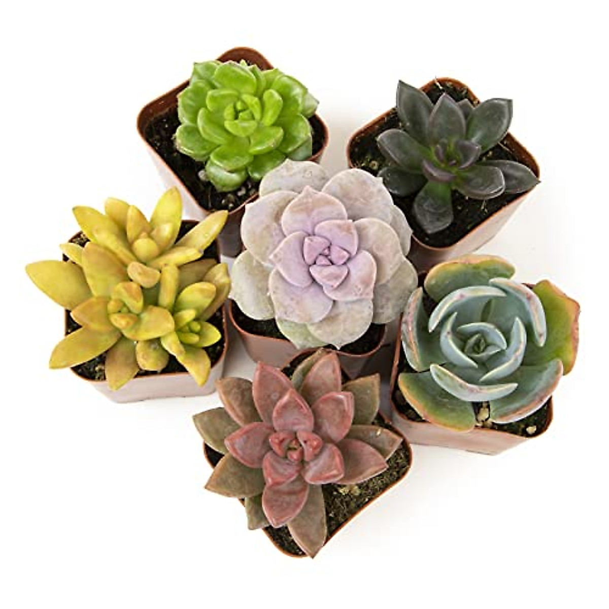 Succulents Plants Live (6PK) Potted Succulent Plants Live House Plants, Cactus Plants Live Plants Indoor Plants Live Houseplants, Indoor Plant Succulents Live Plant House Plant by Plants for Pets