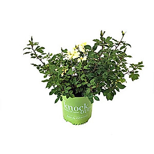 Star Roses Knockout Series 11892 Star Series Roses Knock Out, 3 Gallon, Sunny Knockout