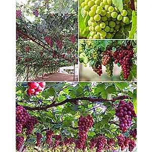 50+ Grape Seeds Vine Fruit Seed Fruit Plant Home Garden Non-GMO