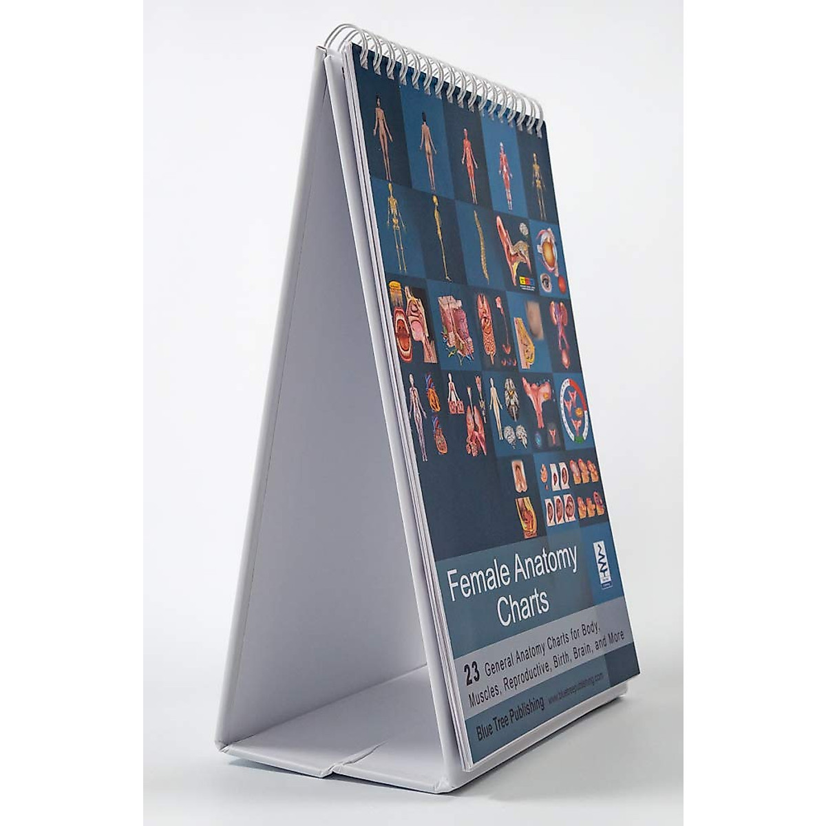 Female Anatomy (Flip Chart)