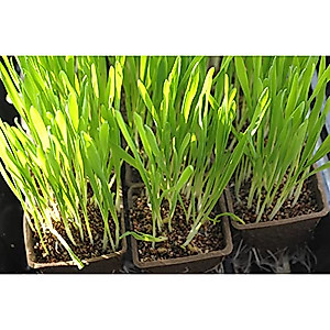 UTYLNE Seed Starter Kit with 90 Peat Pots for Seedlings Seed Starter Tray, 5 Plastic Growing Trays 20 Plant Labels & 3 Garden Tools Outdoor or Indoor