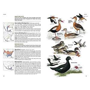 National Geographic Field Guide to the Birds of North America, 7th Edition