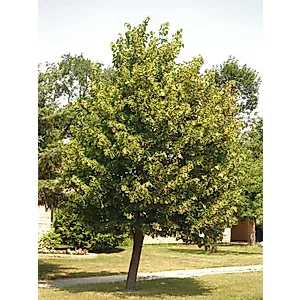 Basswood Tree, 1-2 Ft Tall Tree Live Plant, Fast Growing Deciduous Tree for Planting