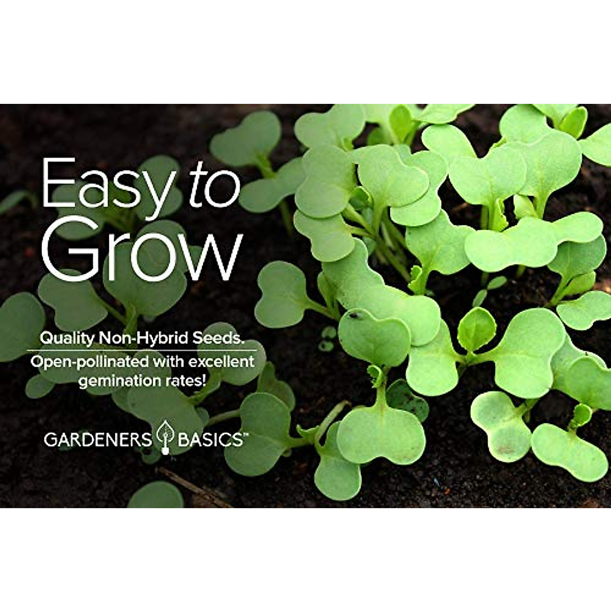 Bok Choy Chinese Cabbage Seeds for Planting - (Pak Choi) Heirloom, Non-GMO Vegetable Variety- 1 Gram Seeds Great for Summer, Spring, Fall and Winter Gardens by Gardeners Basics