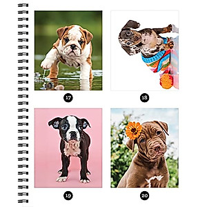 Brain Games - Sticker by Number: Dog-Gone It (28 Images to Sticker)