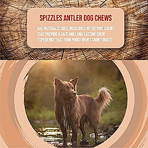 Spizzles Elk Antler Dog Chew Solid, Long Lasting Bone for Small Breed Aggressive Chewers, All Natural, No Odor, No Mess, No Preservatives, USA, 4 inch