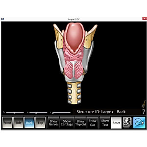 Vocal Parts, Pharynx & Larynx Anatomical Chart with Software Larynx and Vocal Fold ID Speech Language Pathology, SLP, Singing