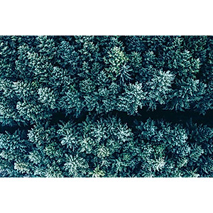 300+ Bonsai Tree Seeds – 10 Popular Varieties of Non GMO Heirloom Bonsai Seeds Red Maple, elm Tree, Blue Spruce, Black Spruce, Black Pine, Wisteria, Sakura, Flame Tree, Bauhinia, Dawn Redwood