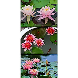 SAVOIR 40+ Bonsai Bowl Lotus Seeds, Water Lily Flower Plant Seeds, Ornamental Courtyard Finest Viable Mixed Colors Aquatic Water Features Seeds