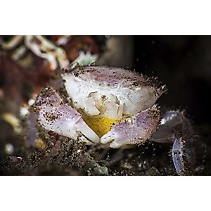 A white crab holds its eggs under its carapace until they hatch Poster Print by Brook PetersonStocktrek Images (34 x 22)