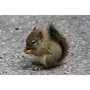 Rodent Pet Food 2 Pounds for all Types of Rodents Complete Diet Mice Rats, Gerbils Hamsters Squirrels Blocks for all Your Large or Small Rodent Needs No Dust Harlan 8640 Teklad Bulk