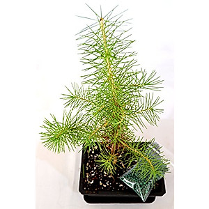 9GreenBox - Japanese Black Pine Bonsai with Water Tray and Fertilizer
