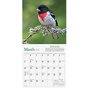 Audubon Songbirds Mini Wall Calendar 2021