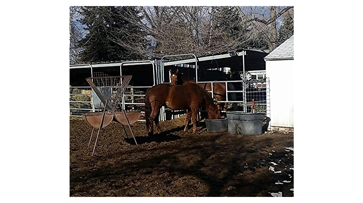 Rein Water: Electrolyte Drink Mix for Healthy Horses