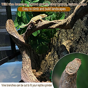 Reptile Decor Natural Forest Branch Terrarium Habitat Driftwood Decoration Lizard Climbing Tree Branch for Bearded Dragon Gecko Snake Frog Chameleon Spider 4PCS