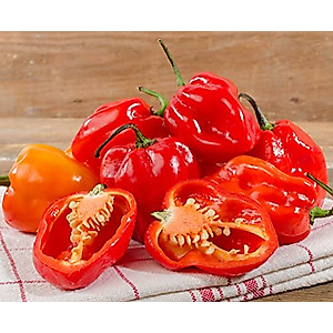TKE Farms - Red Habanero Seeds for Planting, 80 Heirloom Seeds, Capsicum chinense