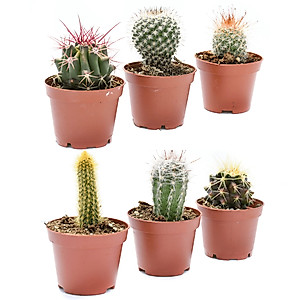 Cactus Plants Live – Small Assorted 2-Inch Cactus Plants – Fully Rooted Potted Cactus Plants – Live Cactus Plant Set (6)