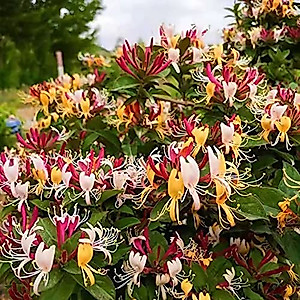 200 Pcs Seeds Honeysuckle Seeds Goldflame Honeysuckle Vine,for Growing Seeds in The Garden or Home Vegetable Garden