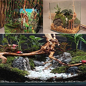Tfwadmx Natural Driftwood for Aquarium, 4 Pcs Wood Aquarium Decorations Fish Tank Log Reptile Tree Branches