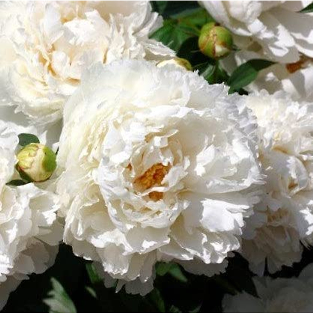 Peony Roots - Bowl of Cream - 10 Roots - White Flower Bulbs, Root Attracts Bees, Attracts Butterflies, Attracts Pollinators, Easy to Grow & Maintain, Fragrant, Container Garden