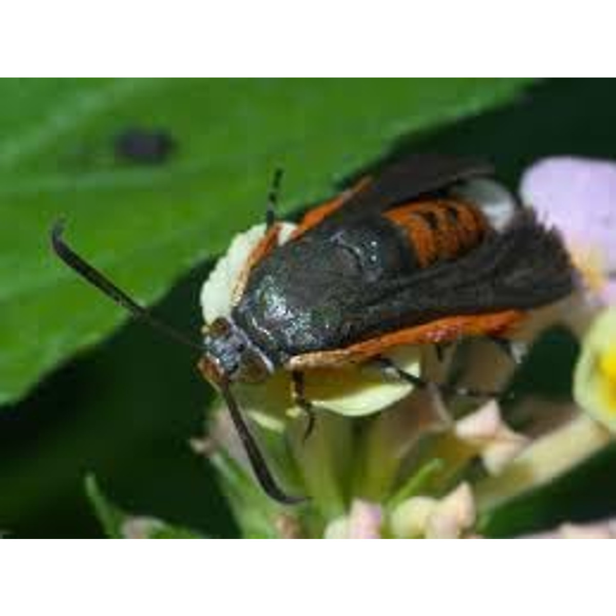 Pest Wizard Squash Vine Borer Trap Kit (2 Pack), Orange